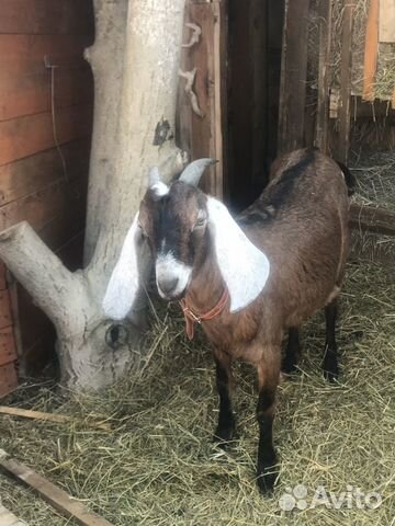 Коза нубийская
