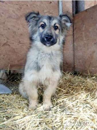 Гай в добрые руки