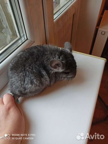 Шиншилла ангора самка