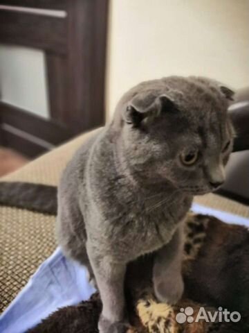 Кошка на вязку