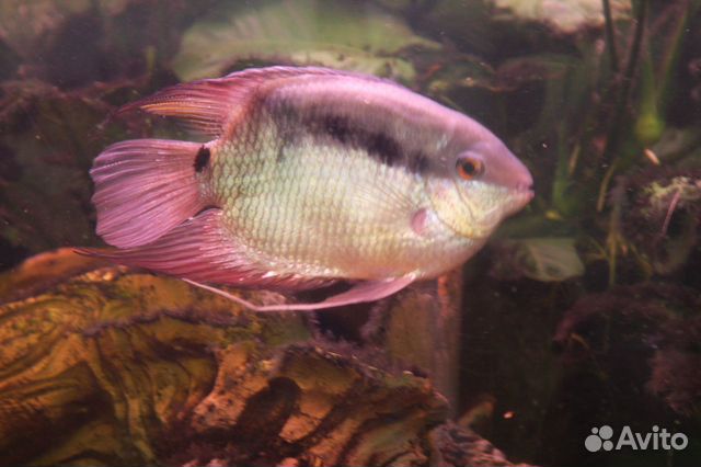 Цихлазома мезонаута (Festivus)
