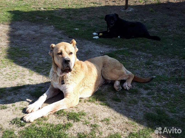 Сао ищет дом