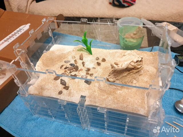 Messor Barbarus в формикарии