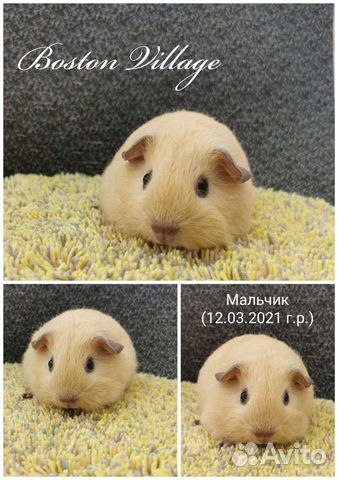 Морская свинка мальчик