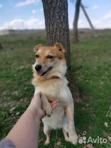 Лиза небольшая собачка