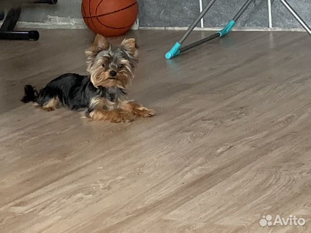 Вязка Йоркширский терьер мини