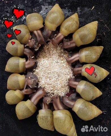 Улитки ахатины