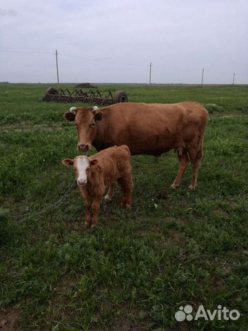 Корова с теленком