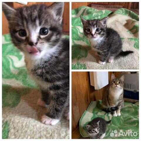 Полосатый котёнок Сэм ищет дом