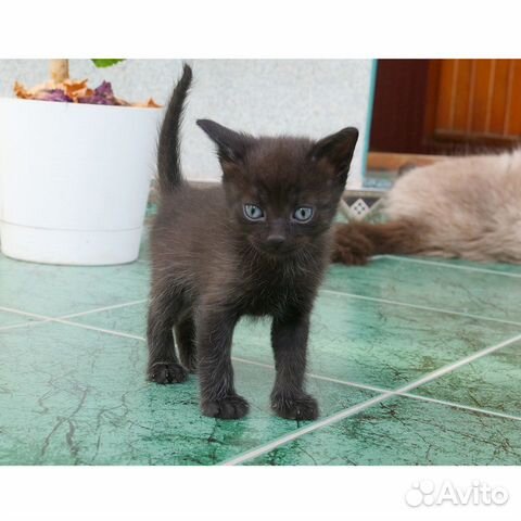 Котёнок Купер