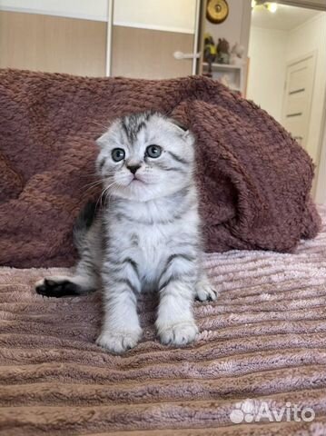 Шотландские котята