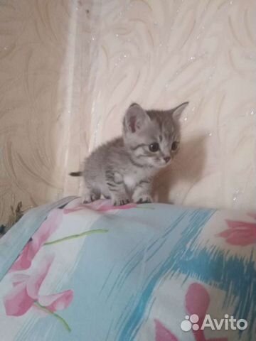 Котенок отдам