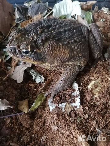 Жаба ага Суринам. Самец