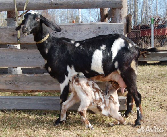 Дойная нубийская коза