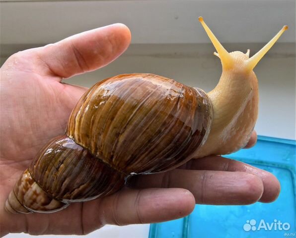 Улитка ахитина