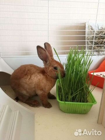 Декоративные кролики