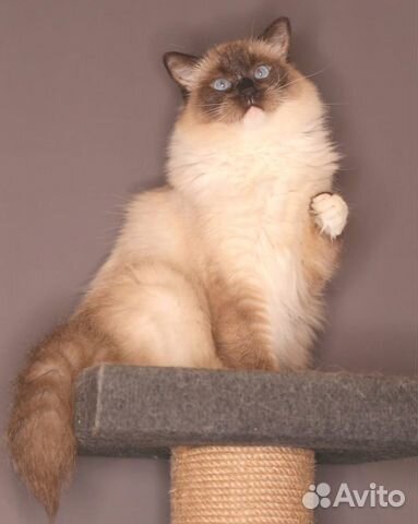 Рэгдолл кошка