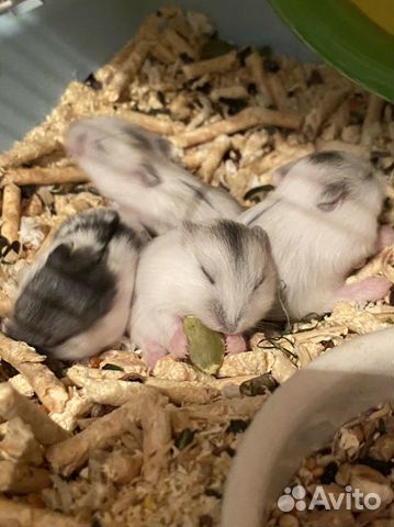 Джунгарский хомяк сирийский