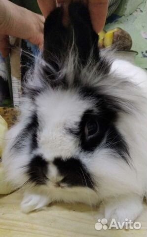 Кролик-бабочка