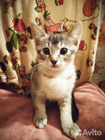 Котик - домашний любимец