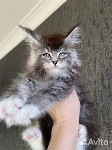 Котик редкого серебряного окраса