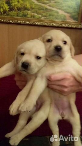Щенки лабрадора ретривера