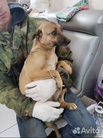 Ищет дом не большая Собачка Тина