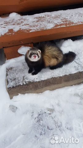 Хорек вязка Бесплатно