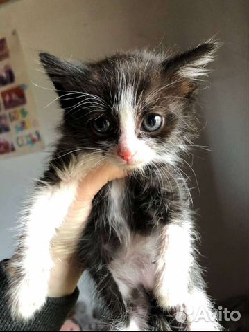 Котенок кошечка здоровый ласковый бесплатно, доста