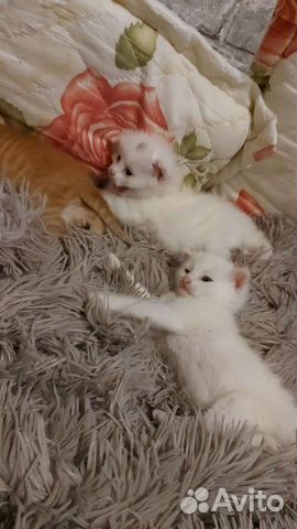 Котята в добрые руки, белые, рыжие