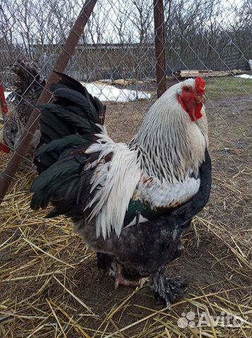 Петух породы брама лосось темная