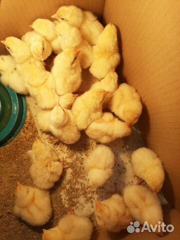 Цыплята минимясные