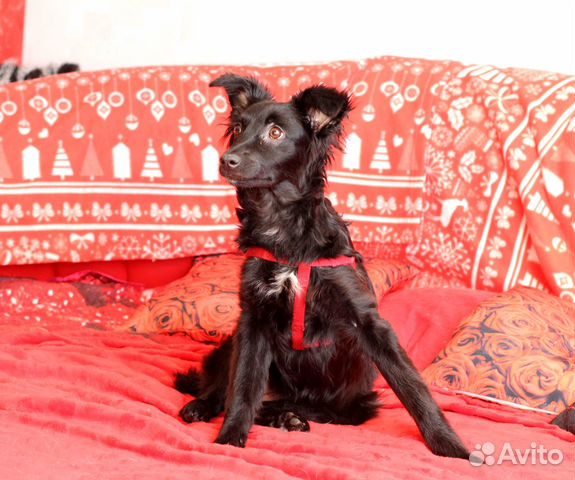 Домашняя малышка Джуля-очень вас ждет, в дар