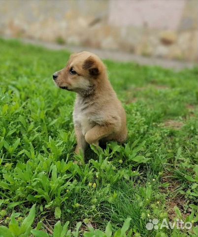 Щенок малорослой собаки в добрые руки
