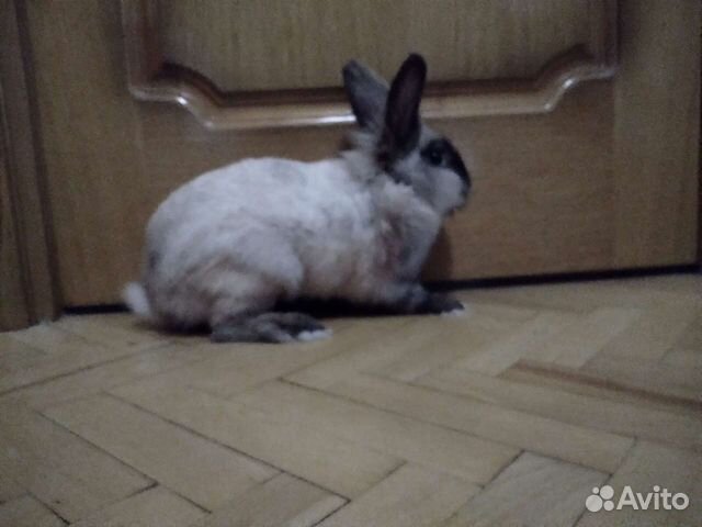 Кролик мальчик