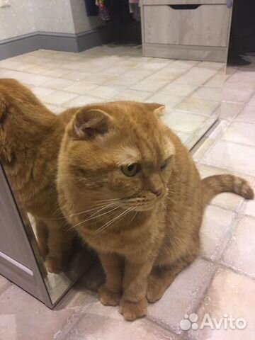 Шотландский вислоухий кот