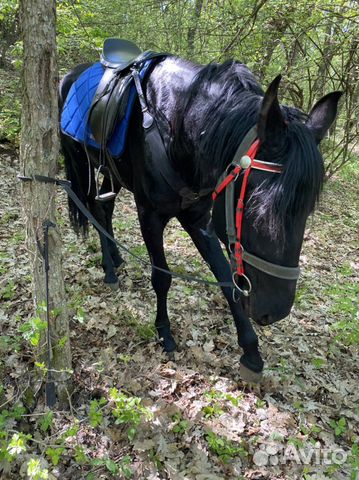 Жеребец на случку