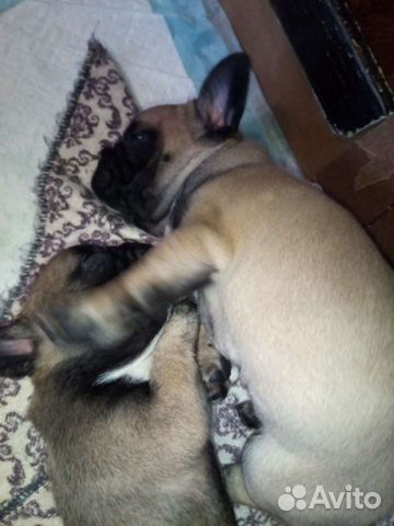 Французский бульдог щенки