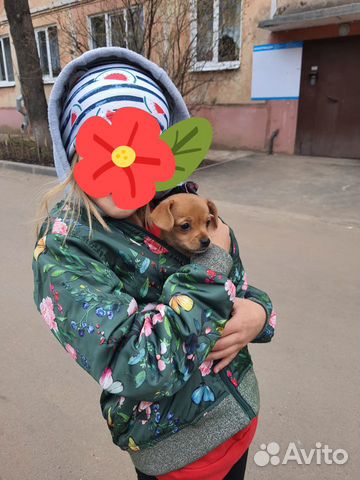 Чихуахуа щенок, ласковая девочка