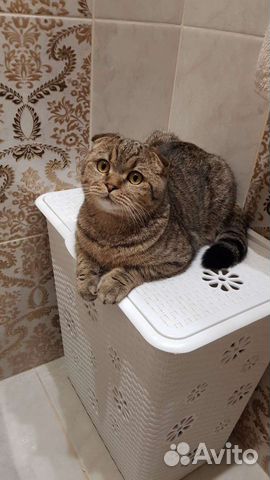 Шотландский вислоухий кот