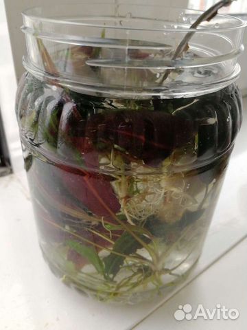 Криптокарина