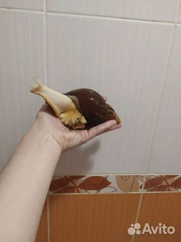Улитки ахатины бесплатно
