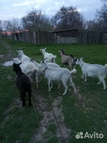 Коза дойная молочная