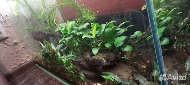 Аквариум с тумбой 120л. бу