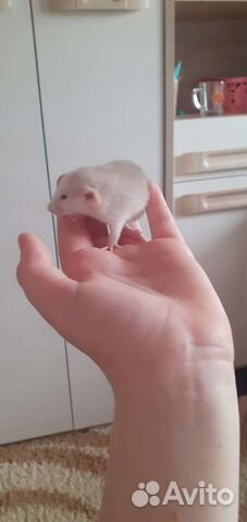 Крыса дамбо