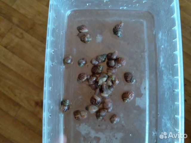 Улитки ахатины