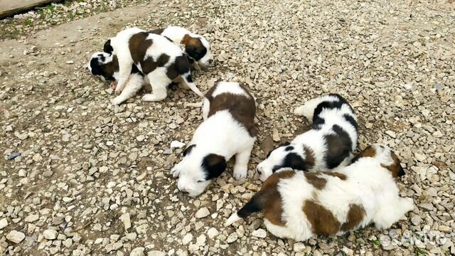 Щенки московской сторожевой ищут своих хозяев. Доб