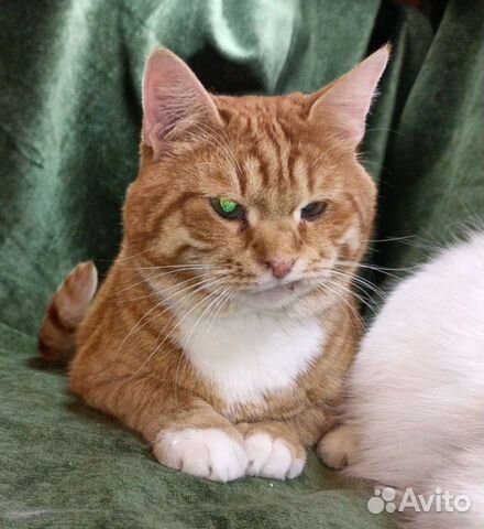 Кошки в добрые руки бесплатно