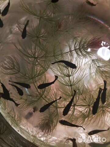 Моллинезия чёрная 1.5-4см