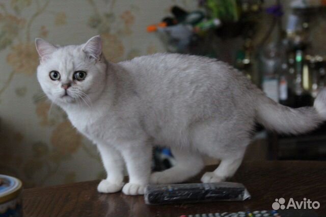 Кот Басик в дар